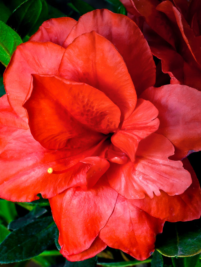 Red Magnificence ReBLOOM Azalea Shrubs For Sale Online | The Tree Center