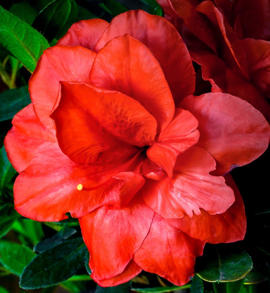 Coral Amazement ReBLOOM Azalea Shrubs For Sale Online | The Tree Center