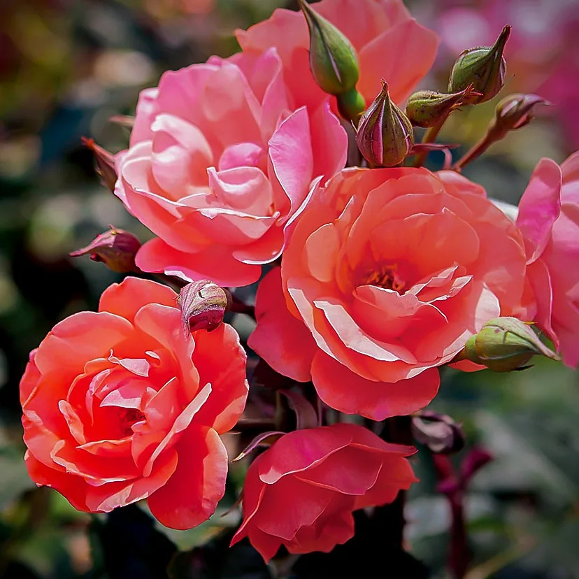 Coral Knock Out Rose Shrubs For Sale Online | The Tree Center