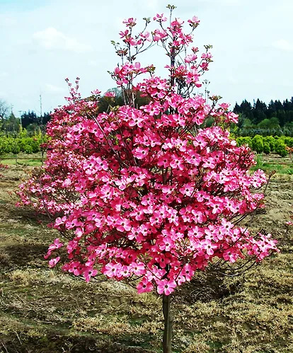 Coral Red Dogwood Trees For Sale Online | The Tree Center