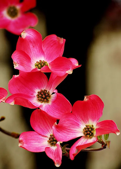 Coral Red Dogwood Trees For Sale Online | The Tree Center