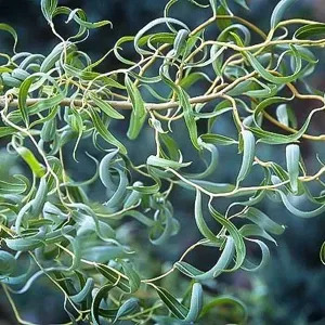 Corkscrew Willow For Sale Online | The Tree Center