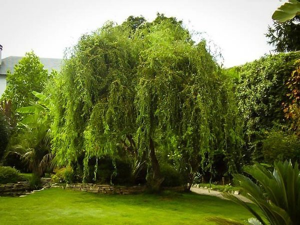 Corkscrew Willow For Sale Online | The Tree Center