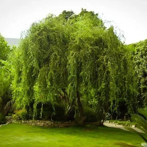 Corkscrew Willow For Sale Online | The Tree Center