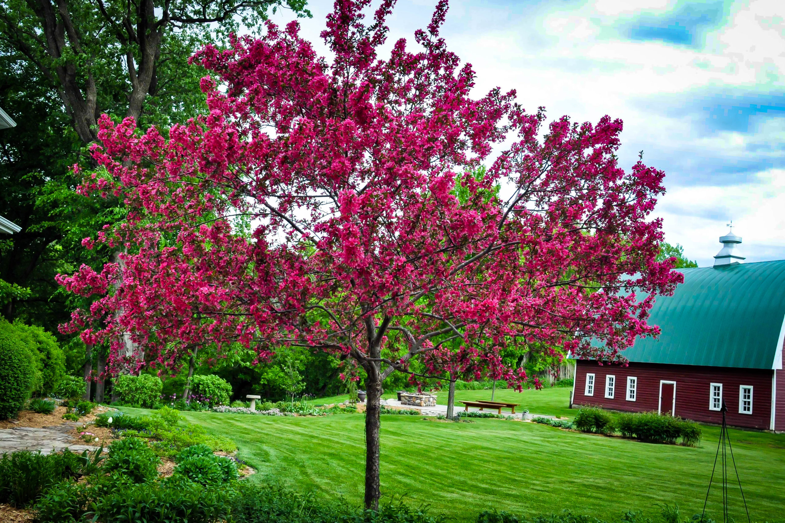 Buy Prairie Fire Crab Apple Trees Online | The Tree Center Buy Prairie Fire Crab Apple Trees Online | The Tree Center