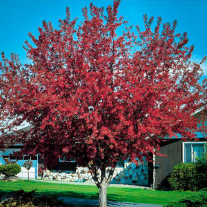 Buy Prairie Fire Crab Apple Trees Online | The Tree Center