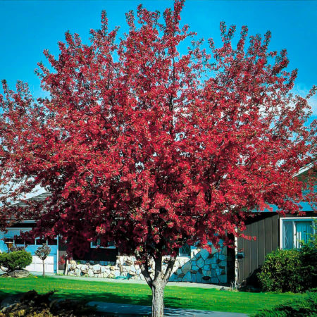 Buy Prairie Fire Crab Apple Trees Online | The Tree Center