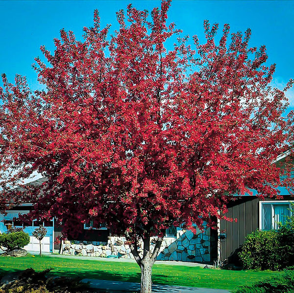 Buy Prairie Fire Crab Apple Trees Online | The Tree Center