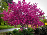 Buy Prairie Fire Crab Apple Trees Online | The Tree Center