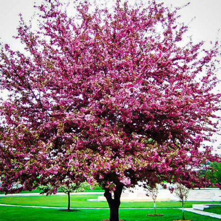 Buy Profusion Crab Apple Trees Online | The Tree Center