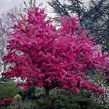 Buy Profusion Crab Apple Trees Online | The Tree Center