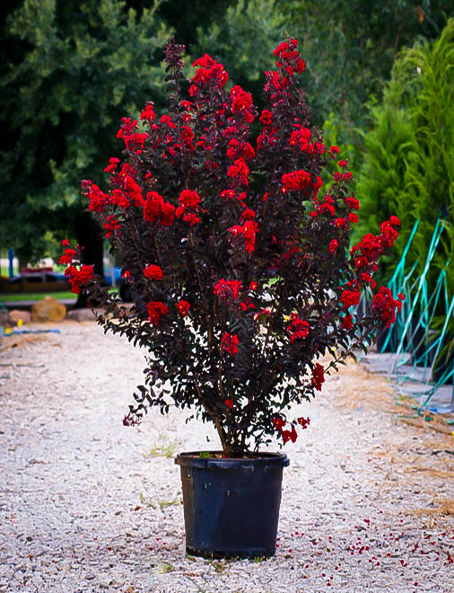 Buy Best Red Black Diamond Crape Myrtles Online | The Tree Center