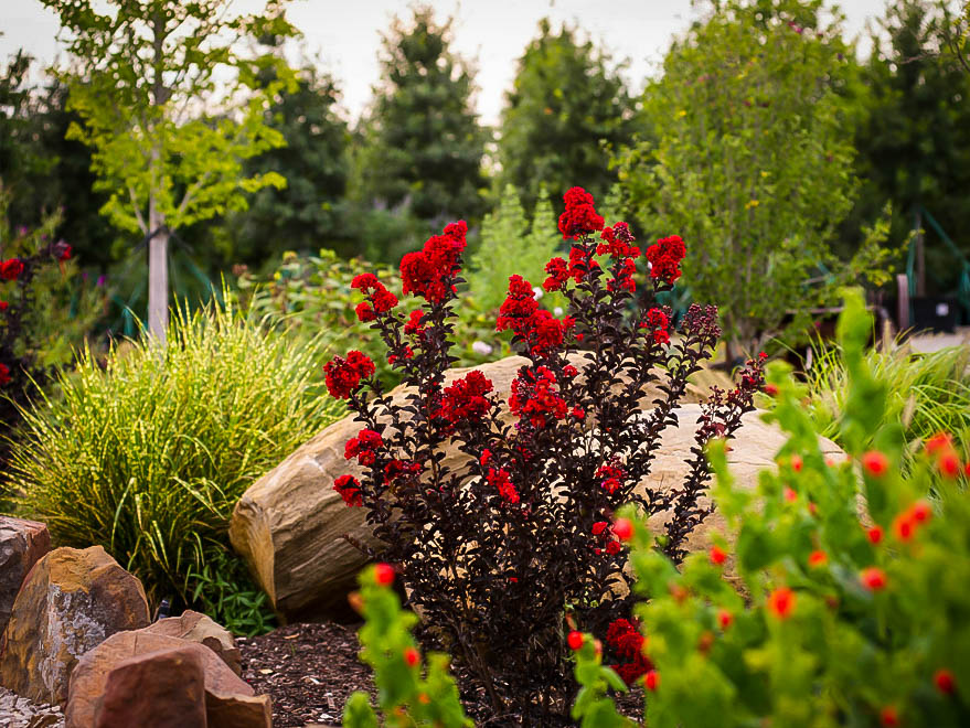 Buy Best Red Black Diamond Crape Myrtles Online | The Tree Center