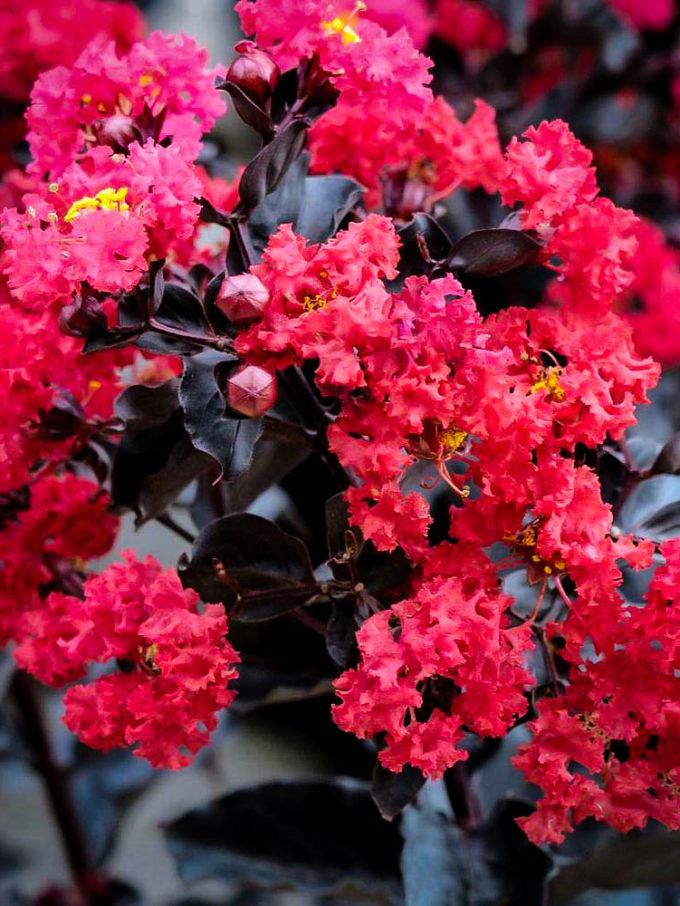 Dynamite Crape Myrtle For Sale Online | The Tree Center