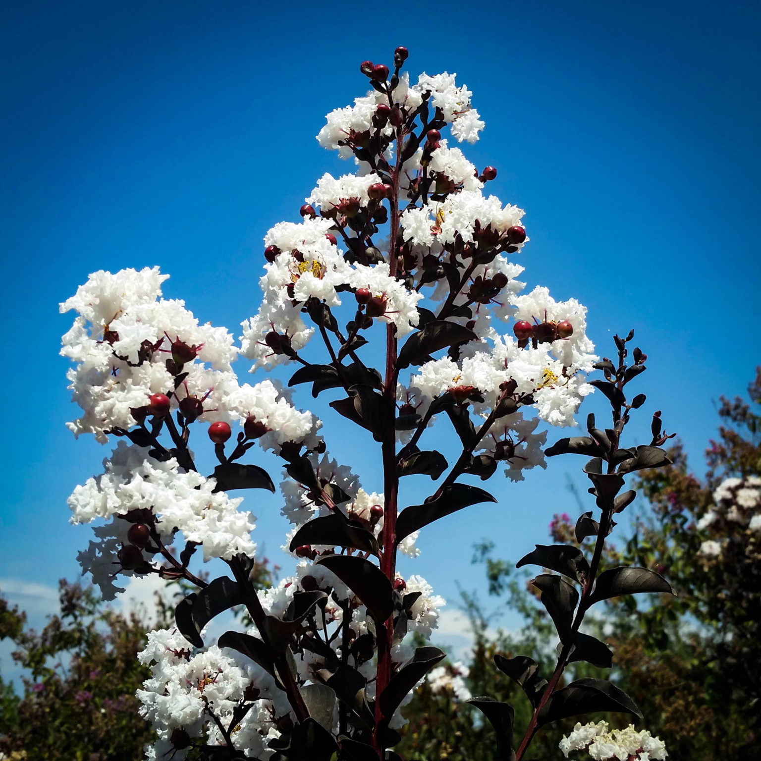 Pure White Black Diamond Crape Myrtles For Sale | The Tree Center