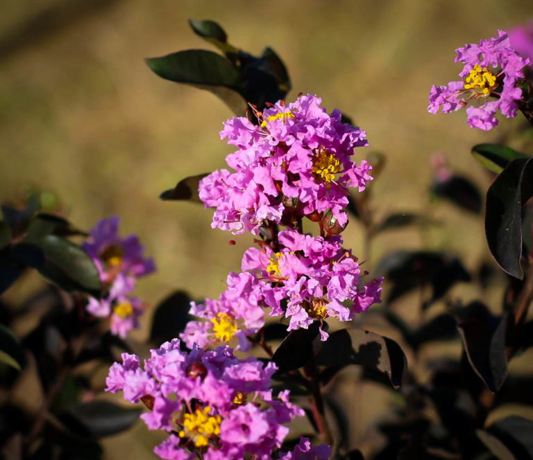 Purely Purple Black Diamond Crape Myrtles For Sale | The Tree Center