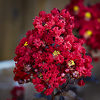Red Hot Black Diamond Crape Myrtles For Sale | The Tree Center