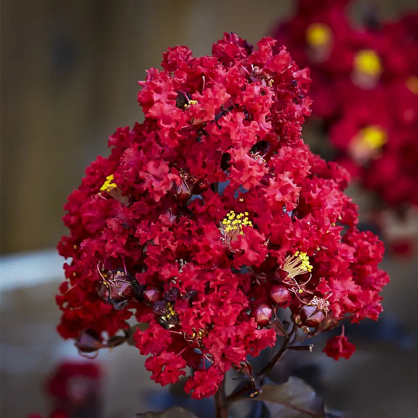 Red Hot Black Diamond Crape Myrtles For Sale | The Tree Center