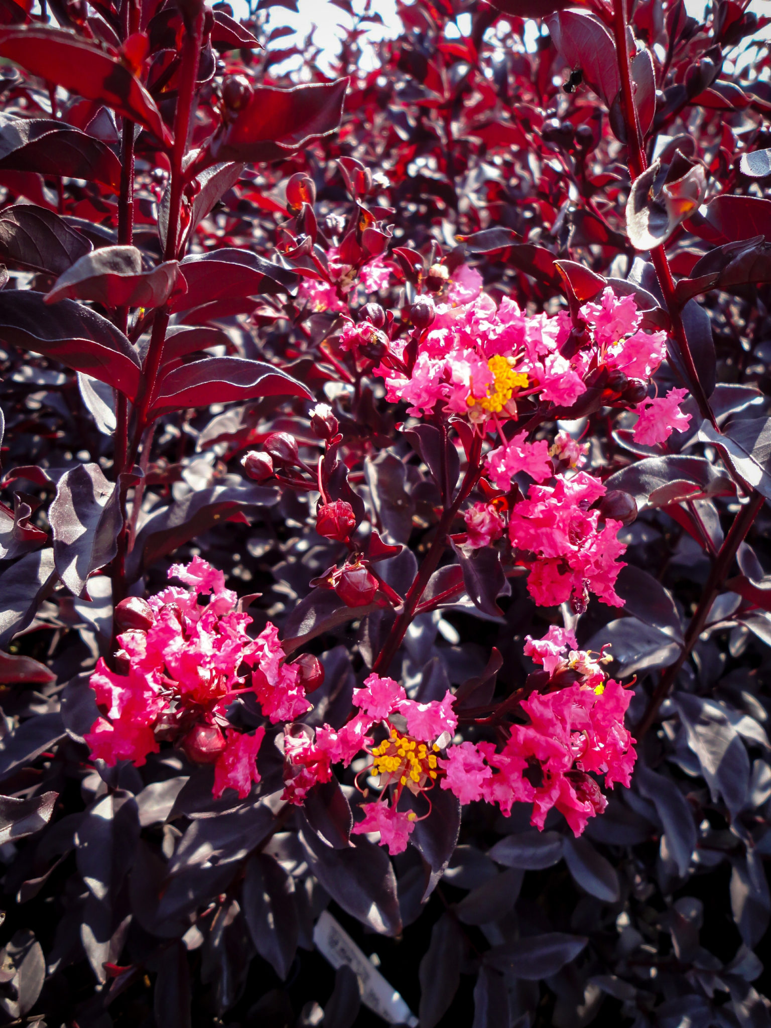 Midnight Magic Crape Myrtles For Sale | The Tree Center