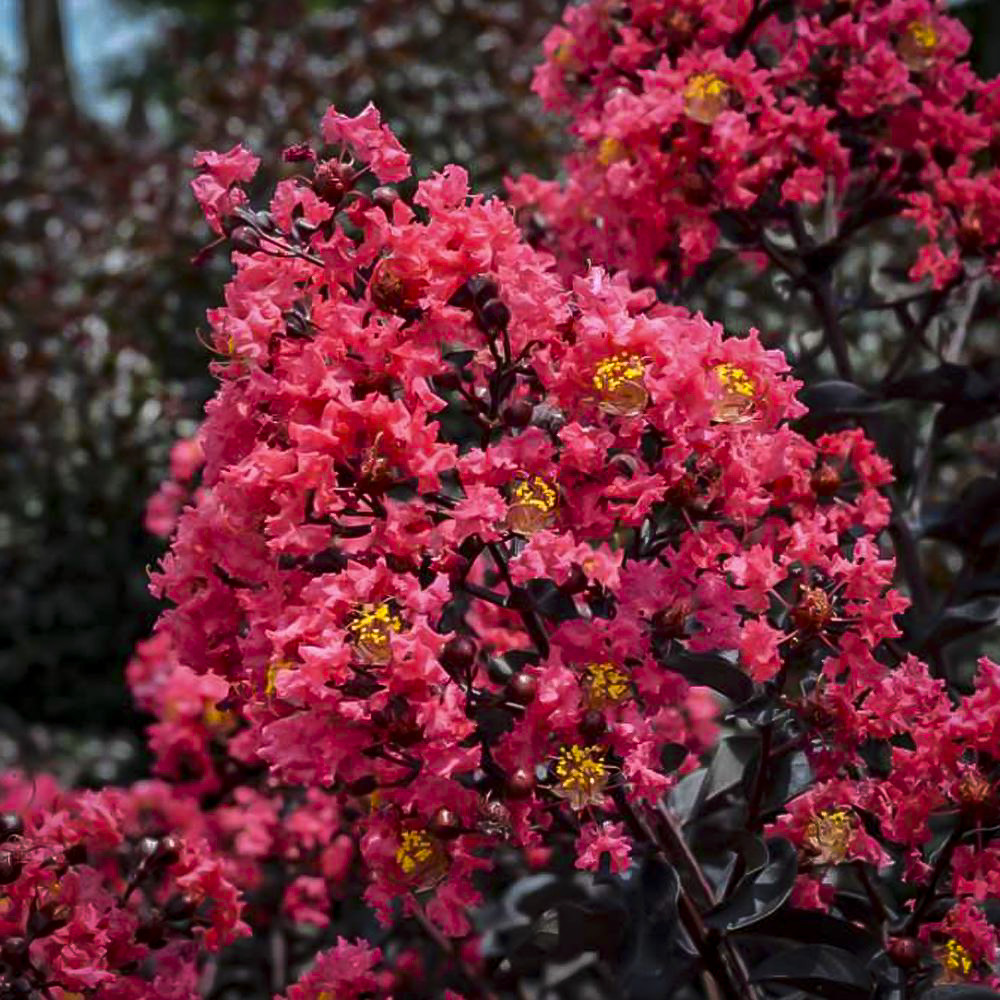 Midnight Magic Crape Myrtles For Sale | The Tree Center