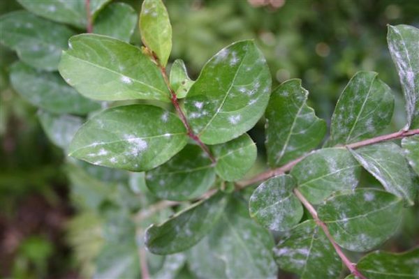 Crape Myrtle Diseases | The Tree Center