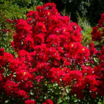 Buy Miss Francis Crape Myrtle Trees Online | The Tree Center