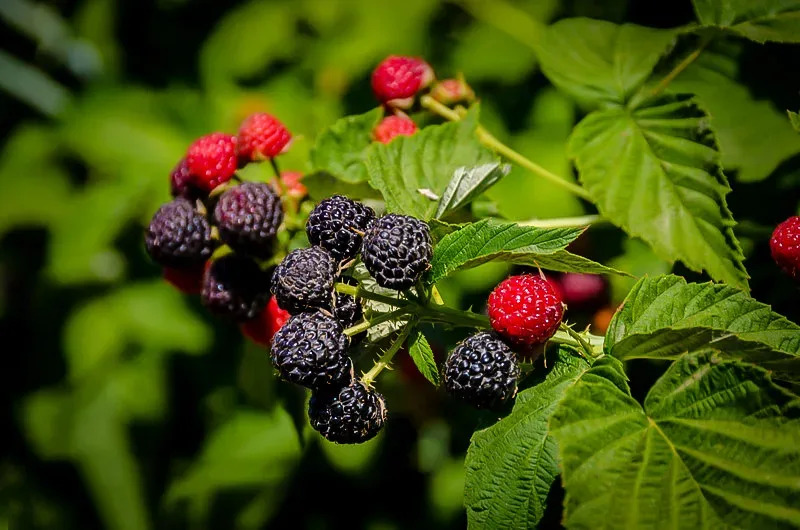 Cumberland Black Raspberry Bushes For Sale | The Tree Center