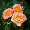 Cutie Pie Miniature Rose Tree For Sale Online | The Tree Center