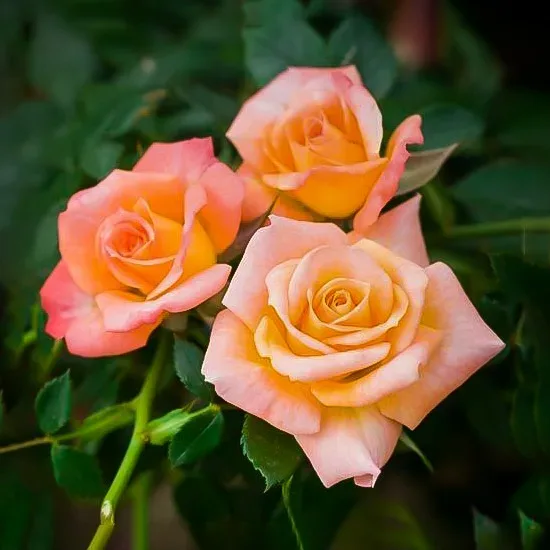 Cutie Pie Miniature Rose Tree For Sale Online | The Tree Center