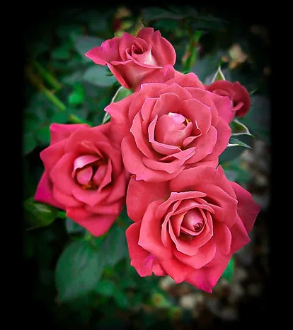 Daddy's Little Girl Miniature Rose Trees For Sale Online | The Tree Center