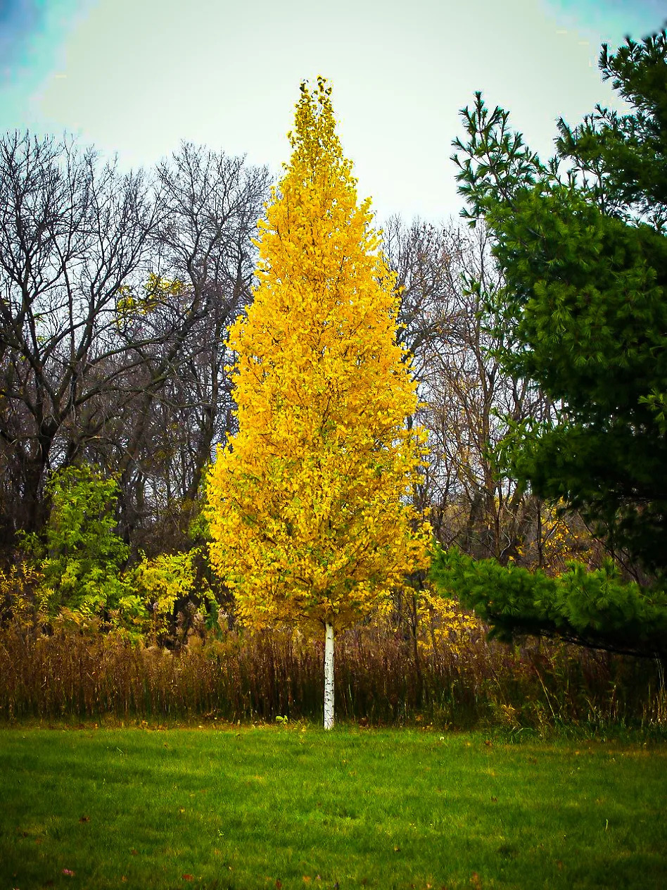 Dura Heat® River Birch Trees For Sale | The Tree Center
