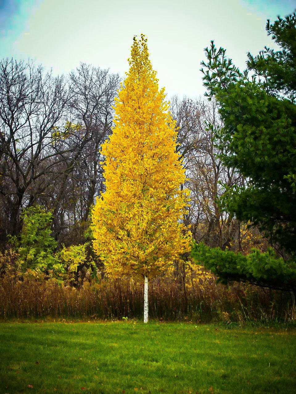 Birch Trees For Sale Online | The Tree Center