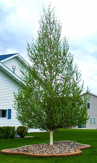 Dakota Pinnacle® Birch For Sale Online | The Tree Center