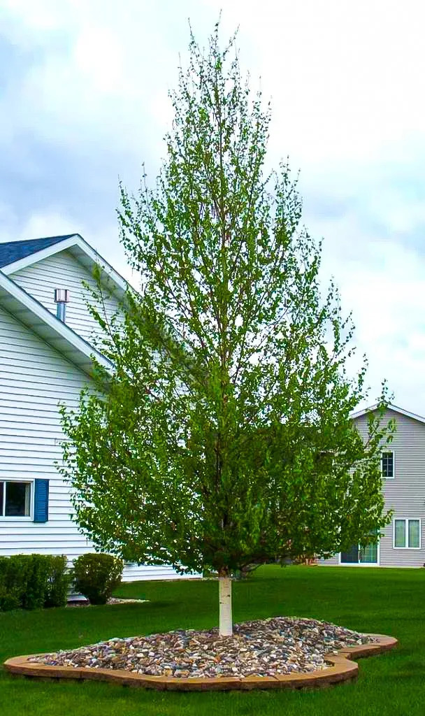 Dakota Pinnacle® Birch For Sale Online | The Tree Center