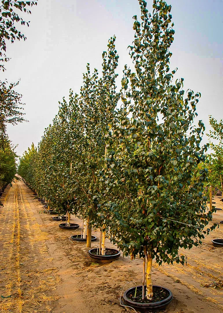 Dakota Pinnacle® Birch For Sale Online | The Tree Center