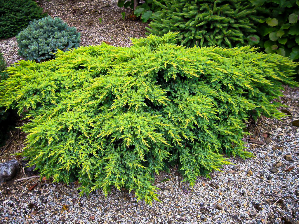 Daub's Frosted Juniper For Sale Online | The Tree Center