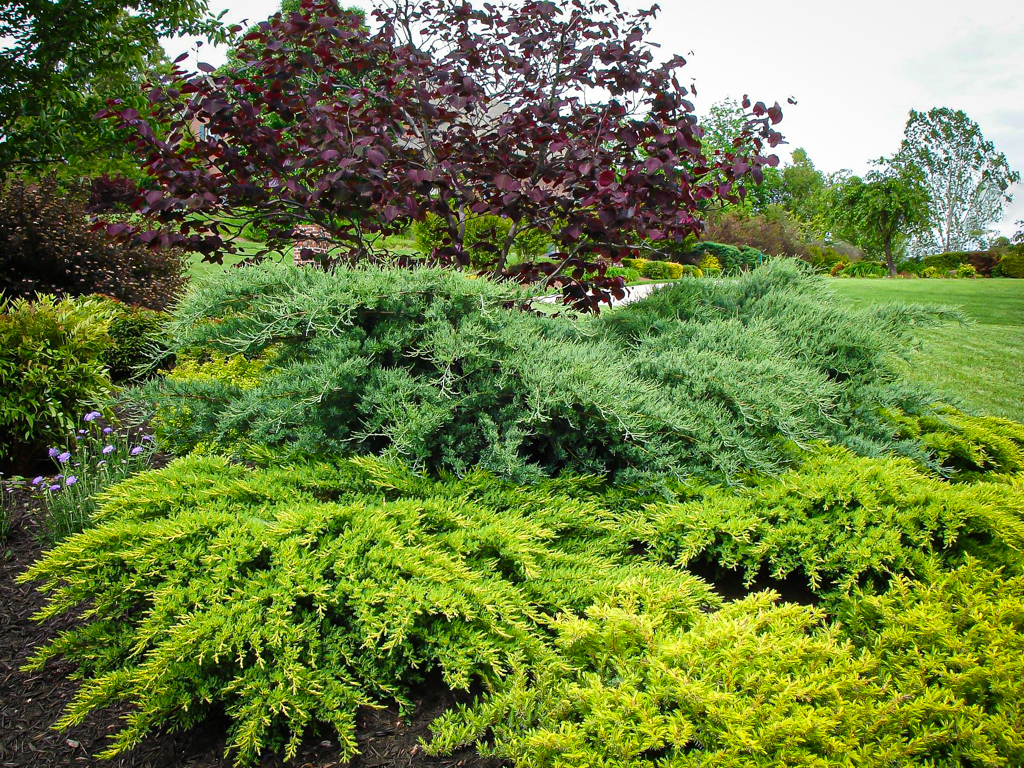 Daub's Frosted Juniper For Sale Online | The Tree Center