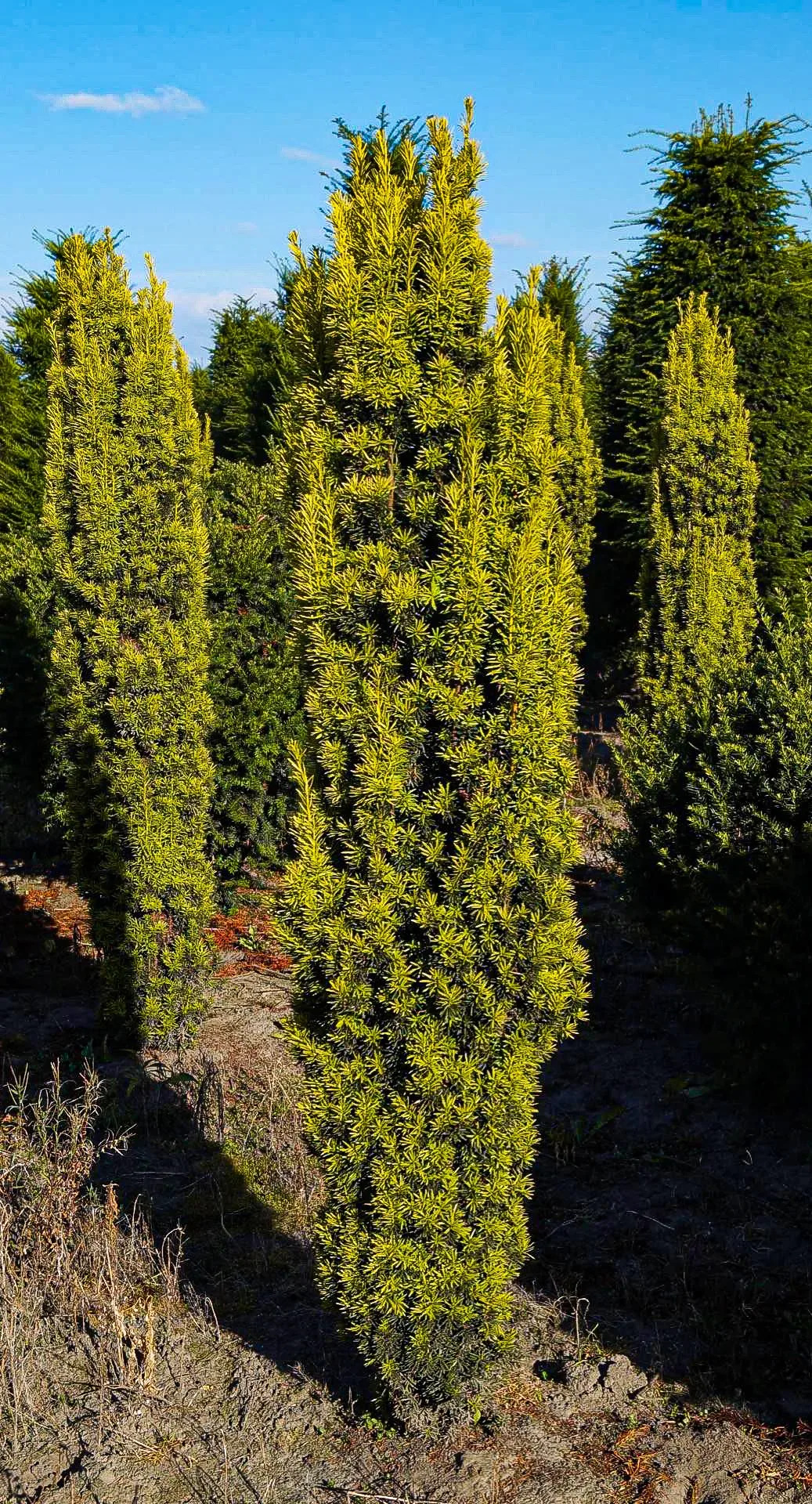 David Golden Yew Trees For Sale | The Tree Center