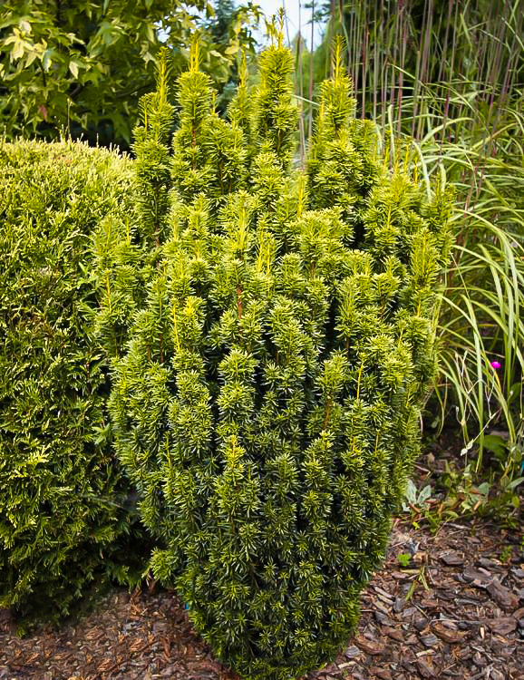 David Golden Yew Trees For Sale | The Tree Center