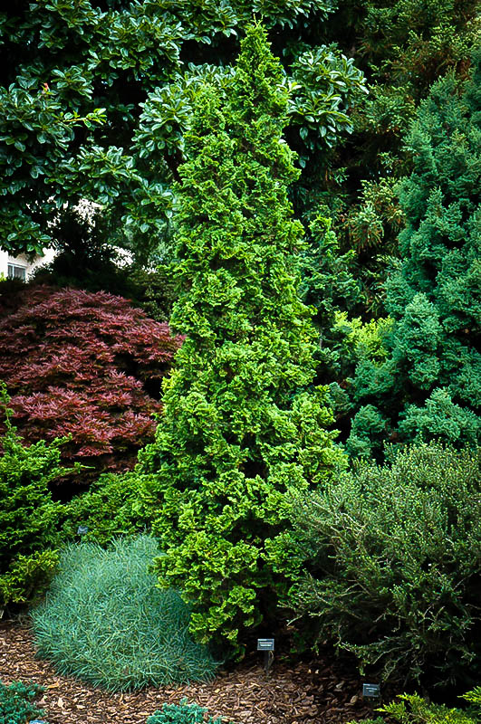 DeGroots Spire Arborvitae | The Tree Center