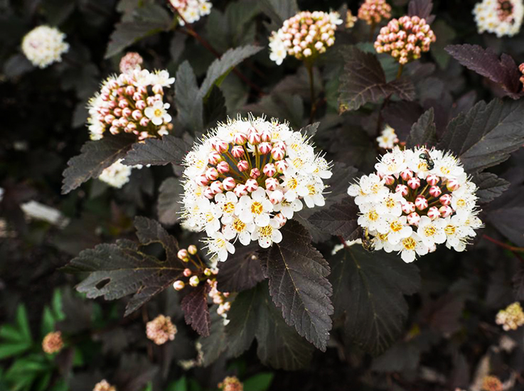 Diabolo Ninebark For Sale Online | The Tree Center