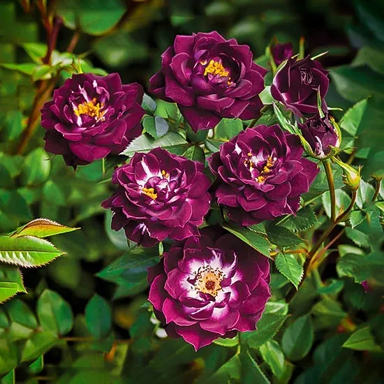 Diamond Eyes Miniature Rose Trees For Sale Online | The Tree Center