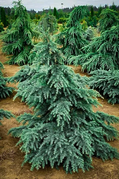 Divinely Blue Deodar Cedar Tree For Sale Online | The Tree Center