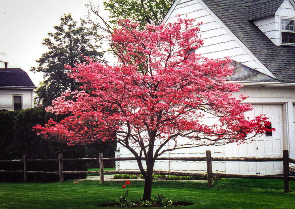 Cherokee Chief Dogwood Trees For Sale | The Tree Center