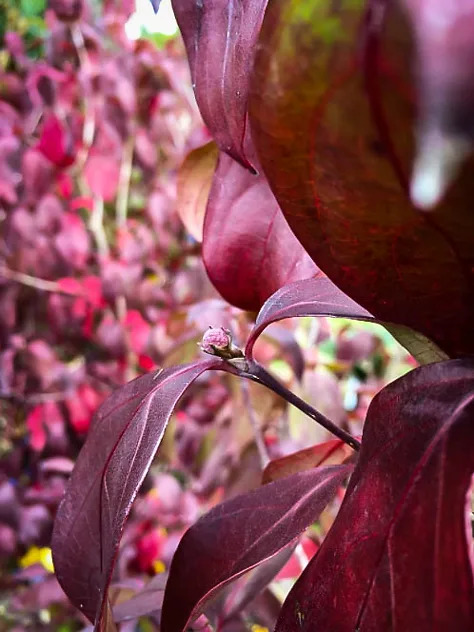 Little Ruby Dogwood Trees For Sale | The Tree Center