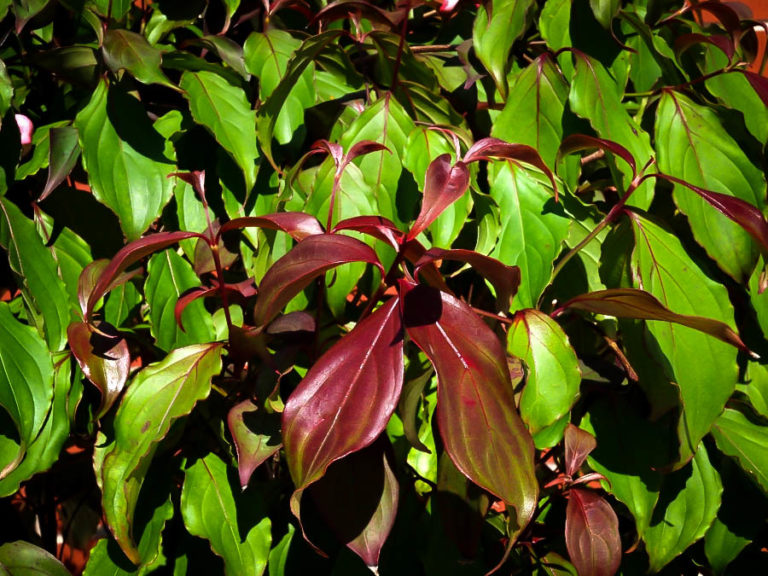 Little Ruby Dogwood Trees For Sale | The Tree Center