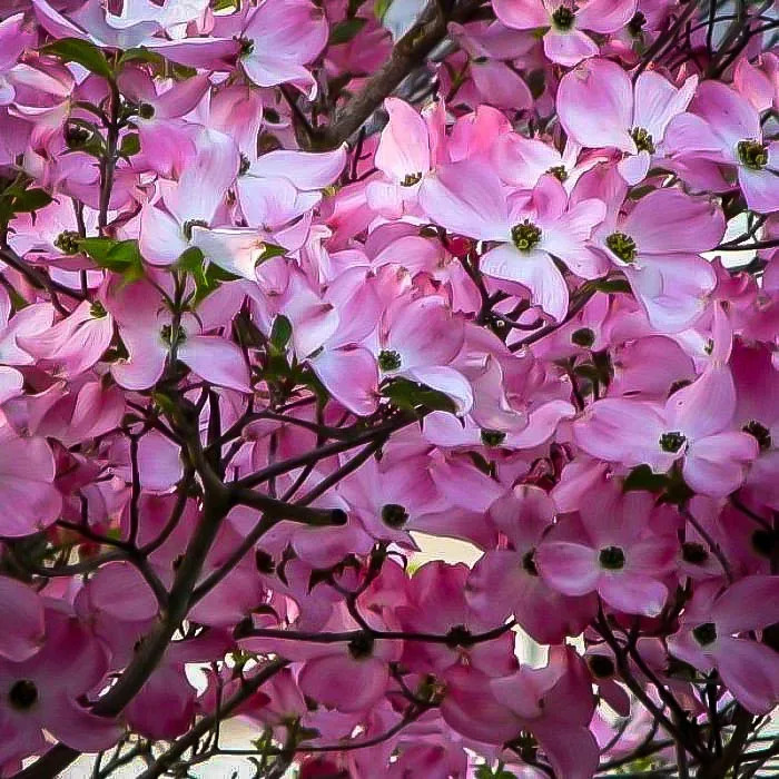 Stellar Pink Dogwood Trees For Sale Online | The Tree Center