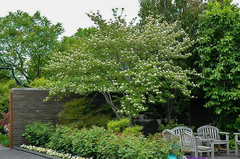 Stellar Pink Dogwood Trees For Sale Online | The Tree Center