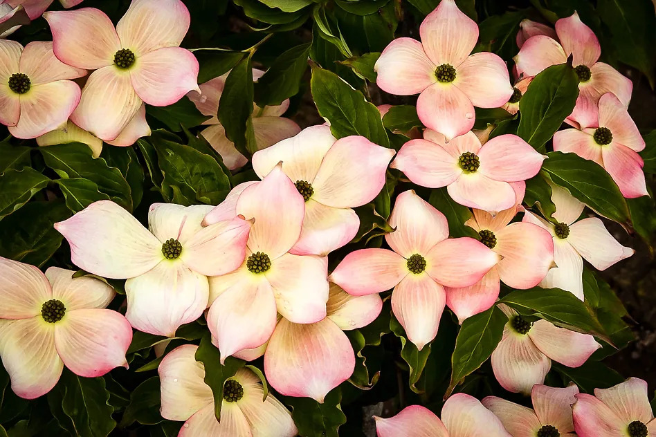 Stellar Pink Dogwood Trees For Sale Online | The Tree Center