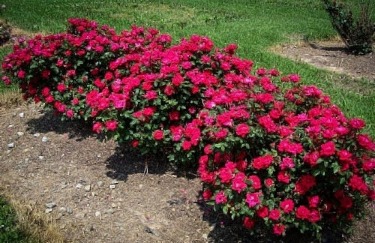 Double Knockout Roses - The Most Popular Rose | The Tree Center™